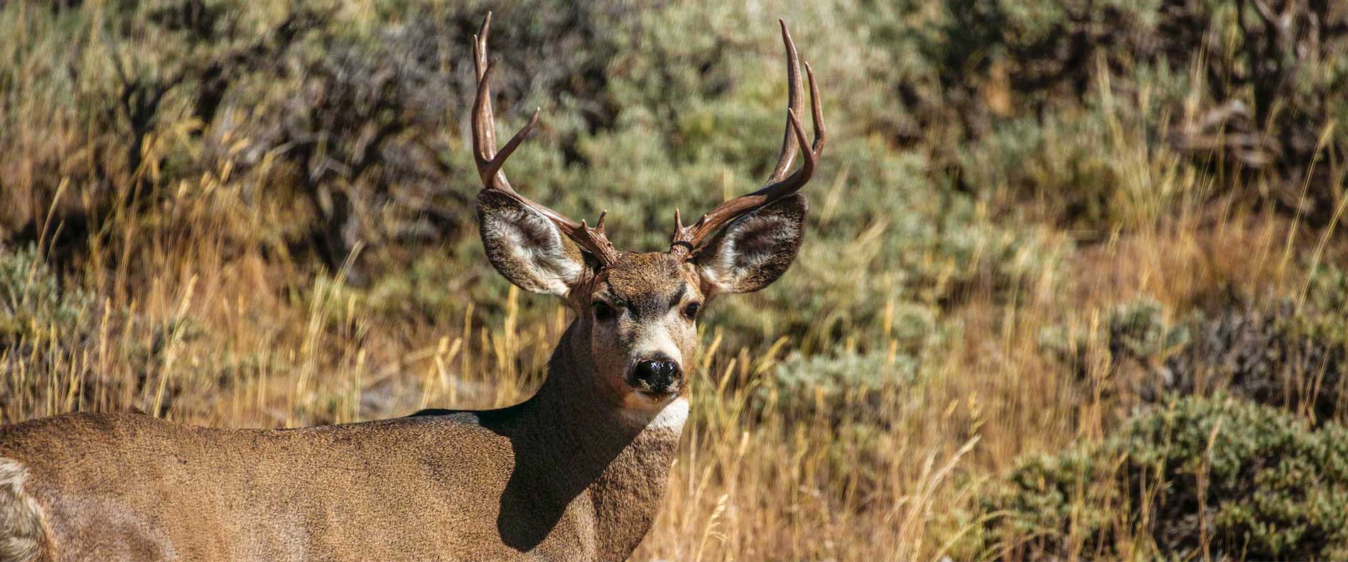 What are Custom Riflescope Turrets? | Kenton Industries